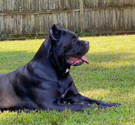Sleeping Giant Cane Corso
